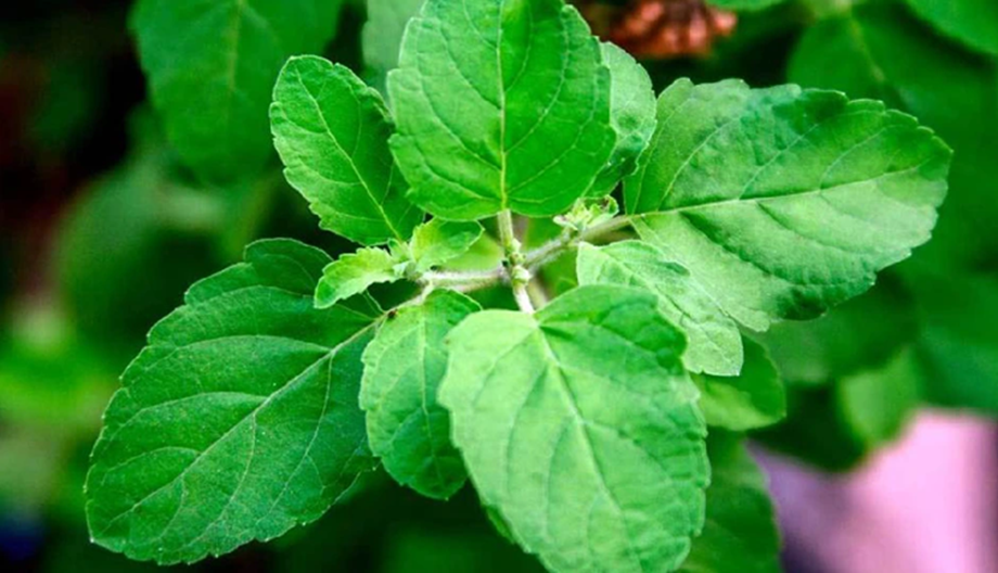 One Tulsi leaf: cure for hundreds of diseases, know its amazing ...