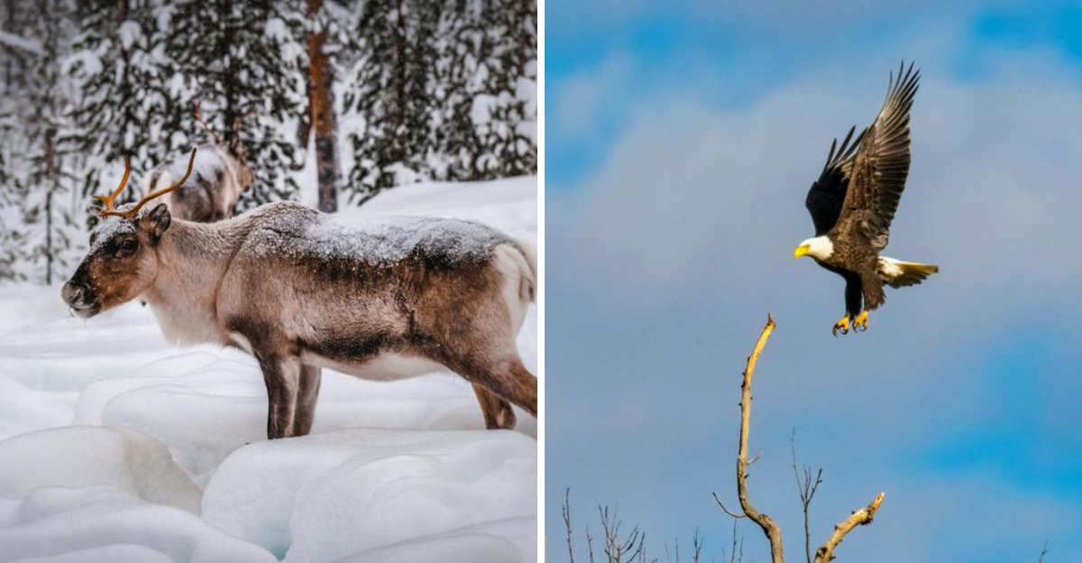 The Majestic And Beautiful Animals You’ll Find In Canada