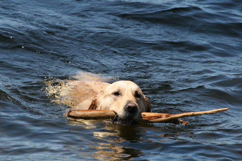 10 Most Popular Dog Breeds in the United States