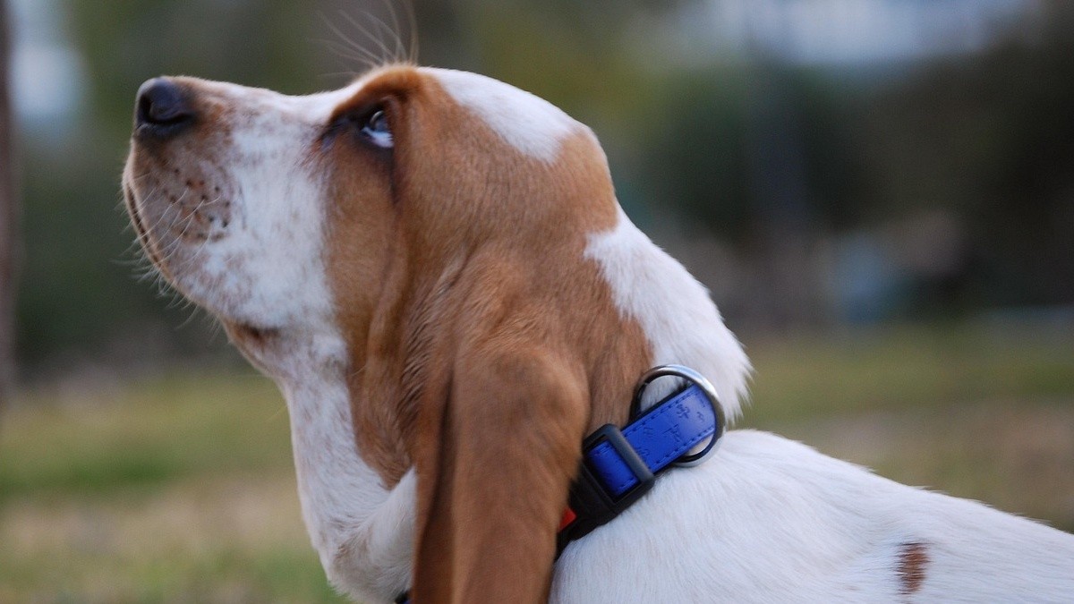 7 gossipy dog breeds, according to experts