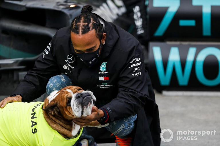 Roscoe non ce l'ha fatta, il saluto di Hamilton: "Ho perso un angelo e ...