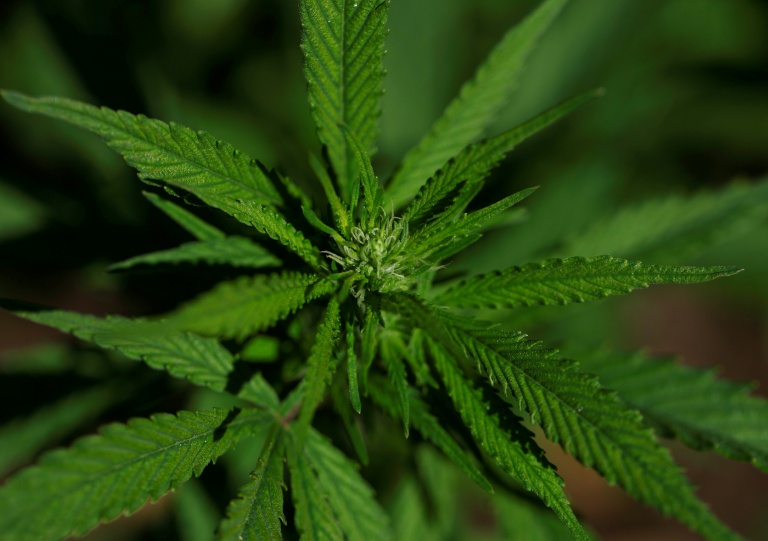 Cannabis extract relieves chronic back pain: high-quality trial