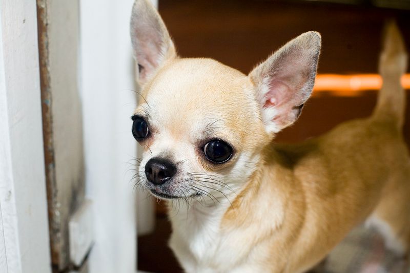 19 Small Dog Breeds That Stay Compact Throughout Their Lives