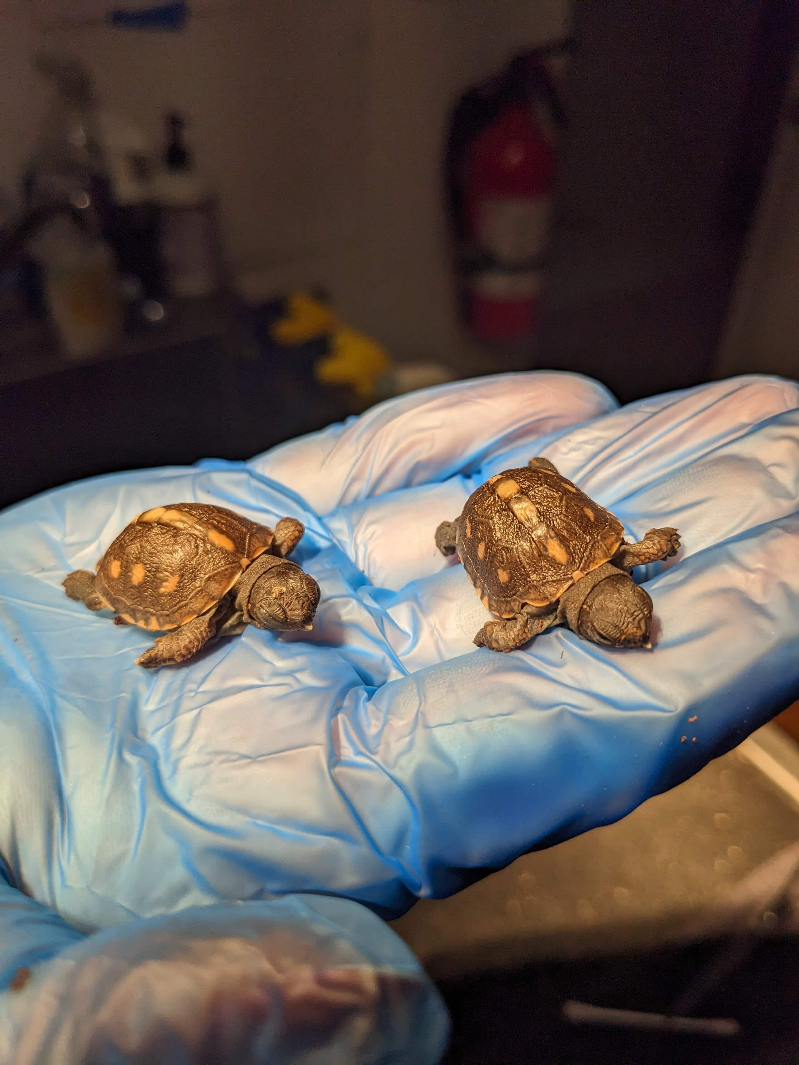 These Rare, Tiny Turtles Offer Big Hope