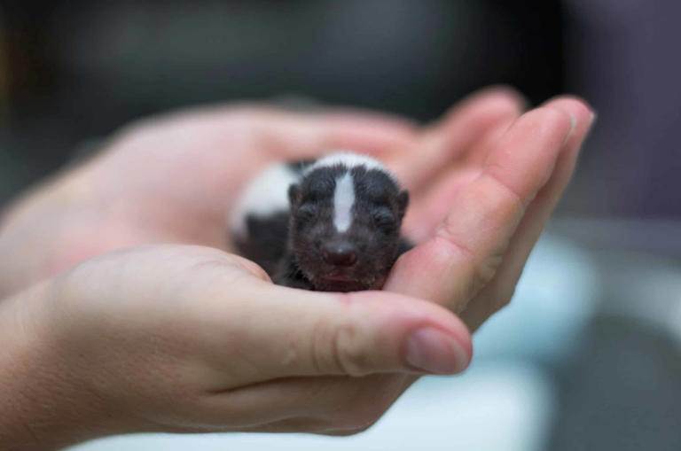 Marshmallow the Baby Skunk Dazzles the Cincinnati Zoo