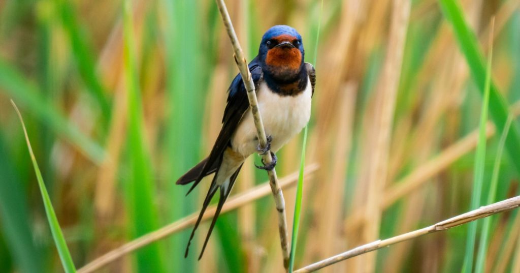 This Bird Eats Hundreds Of Mosquitoes Per Day (How To Attract It)