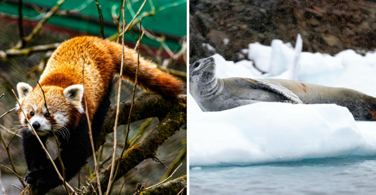 11 Animals You Should Never Try To Pet No Matter How Cute They Look
