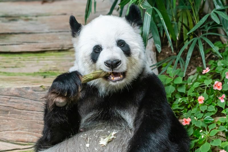 11 Animals You Should Never Try To Pet No Matter How Cute They Look