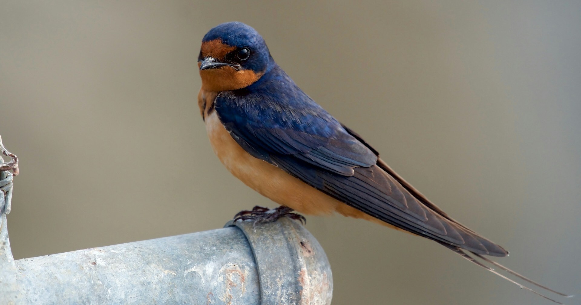 This Bird Eats Hundreds Of Mosquitoes Per Day (How To Attract It)
