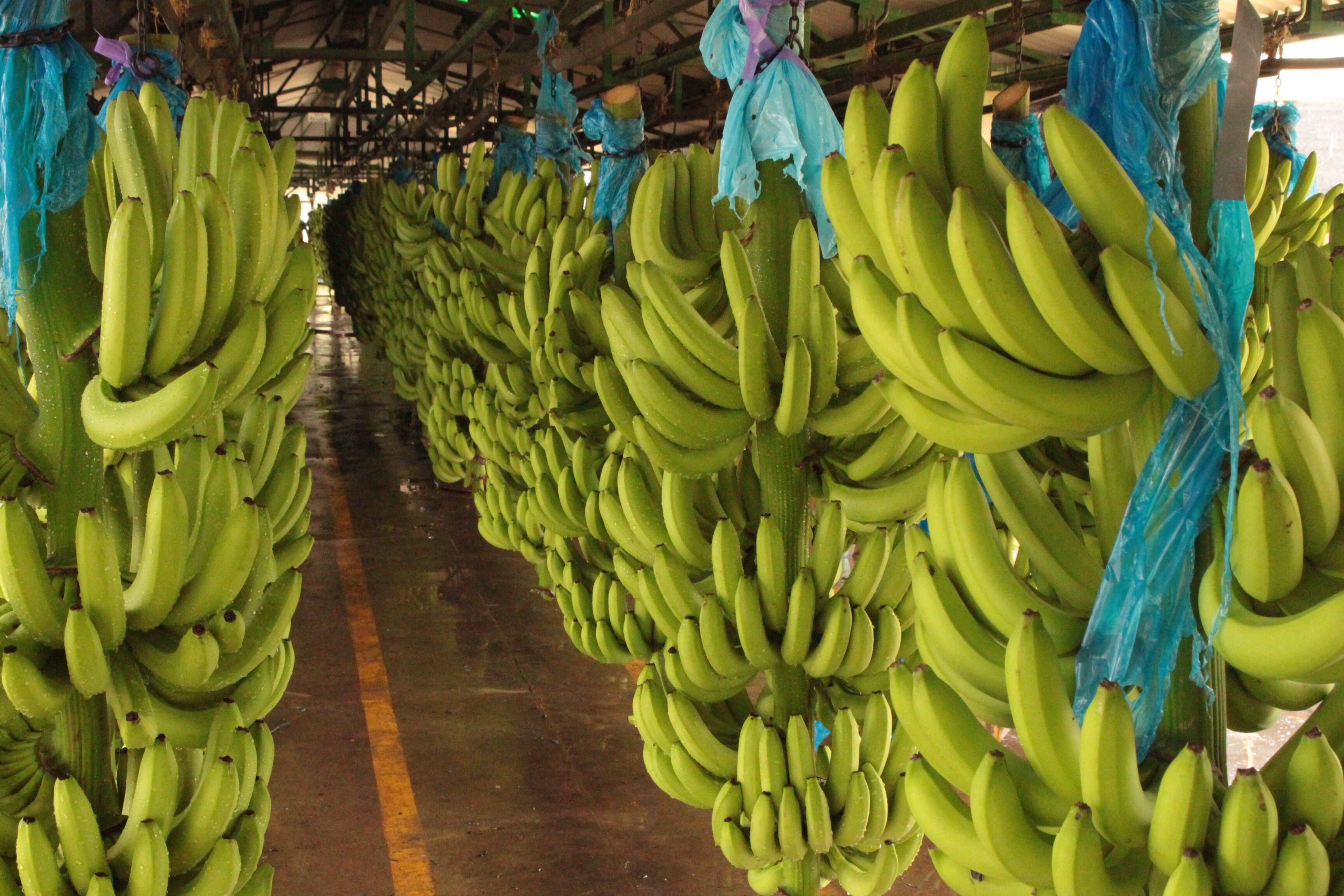 ¿Qué frena a las exportaciones colombianas? Gremios señalan al agro y a ...