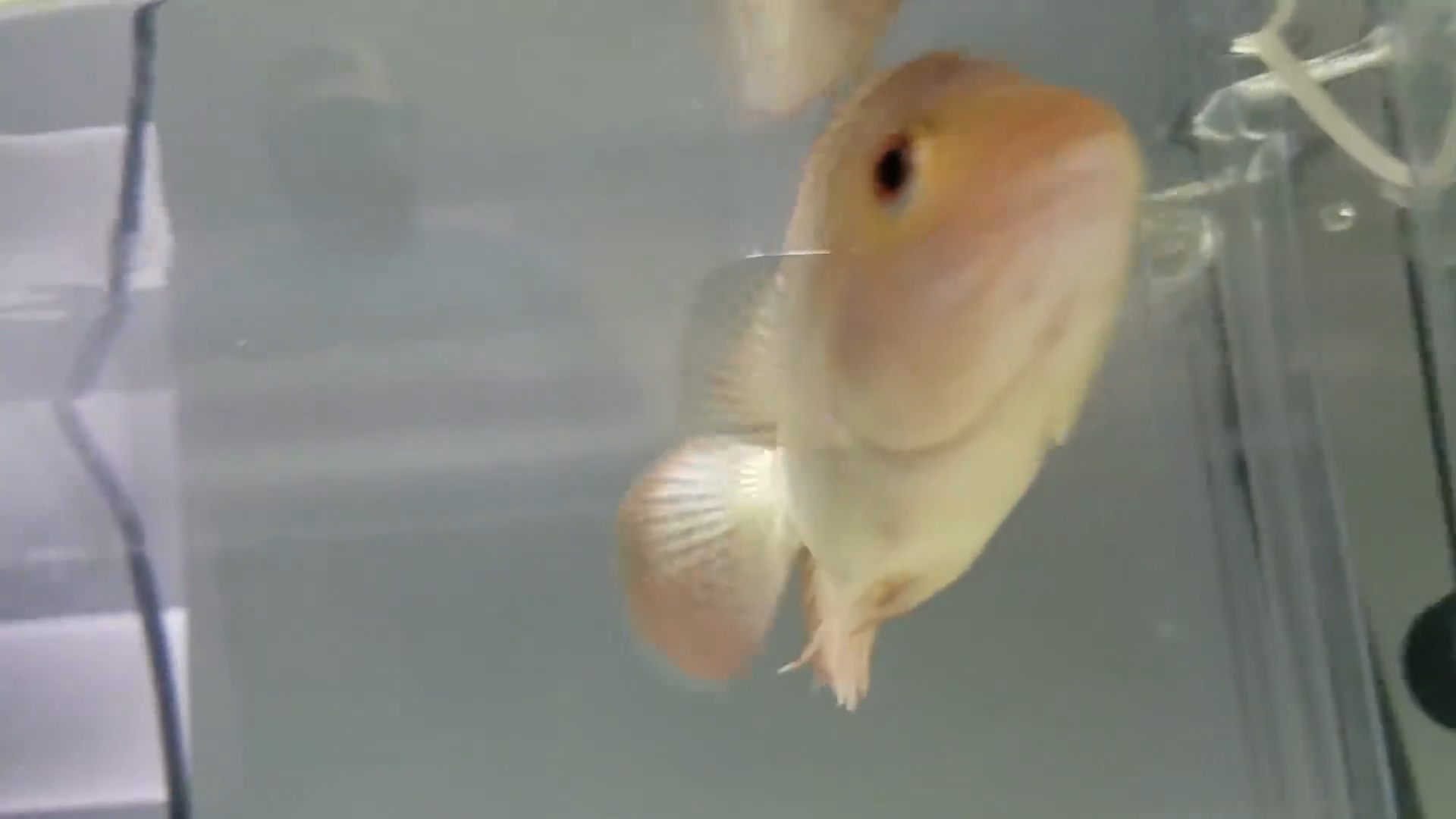 Adopting Stunning Exotic Fish For The First Time