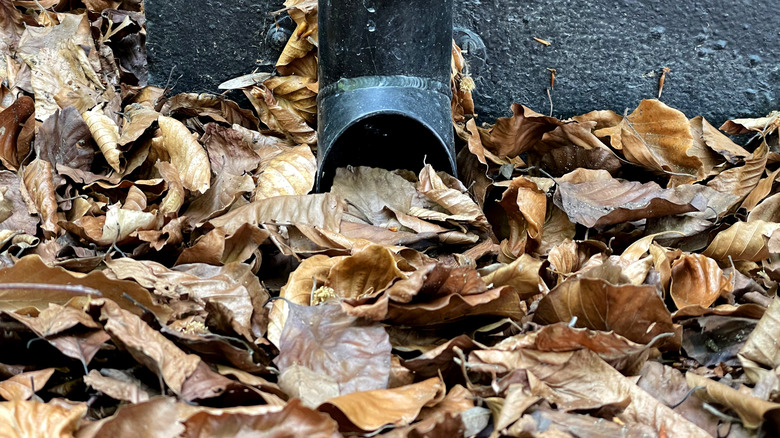 The Easy Way To Get Fall Leaf Debris Out Of Your Sump Pump (No Plumber ...