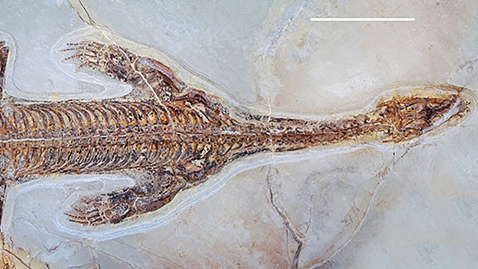 240 million-year-old monster marine reptile’s fossil discovered with intact skin