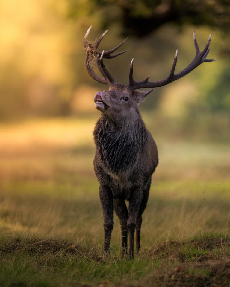 Stunning photos show the breath of red stags on a cold autumn sunrise