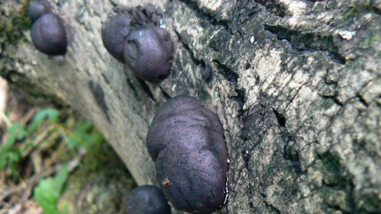 Black fungus could turn plastic trash into food sources