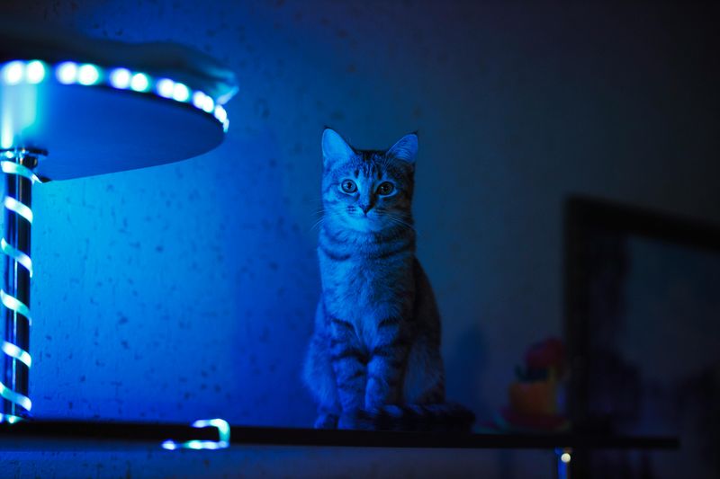 7 Things Your Cat Does Better Than You