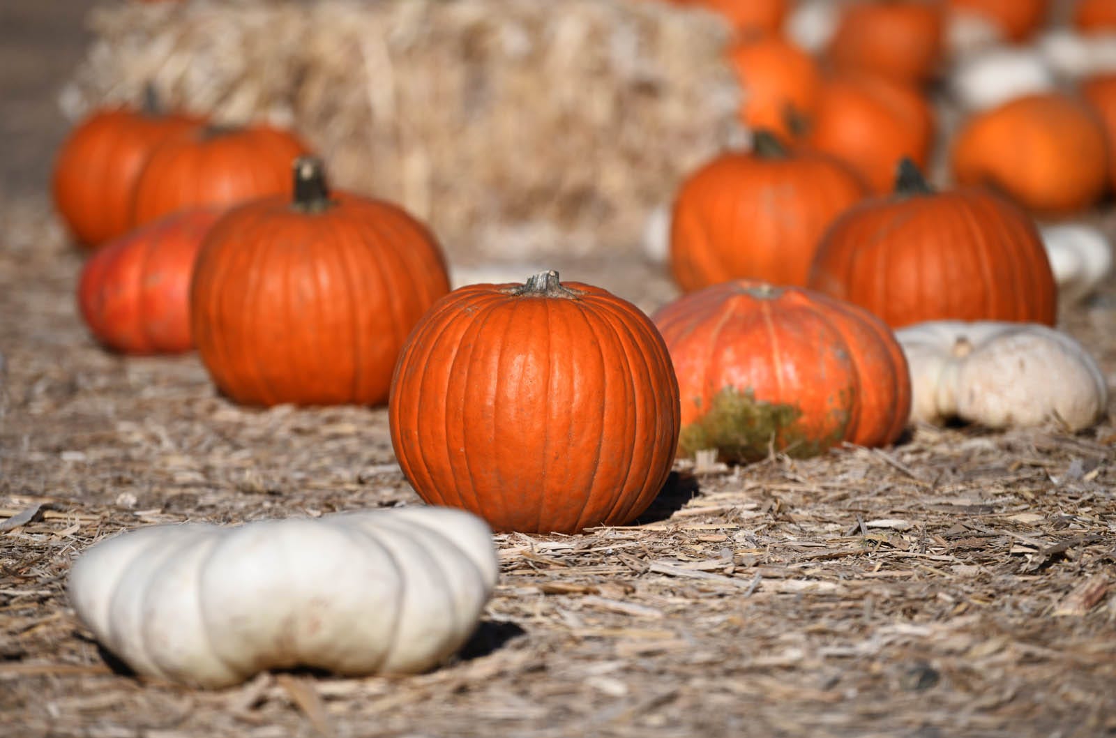 Oktoberfest, haunted houses and more: 29 things to do this week in Reno ...