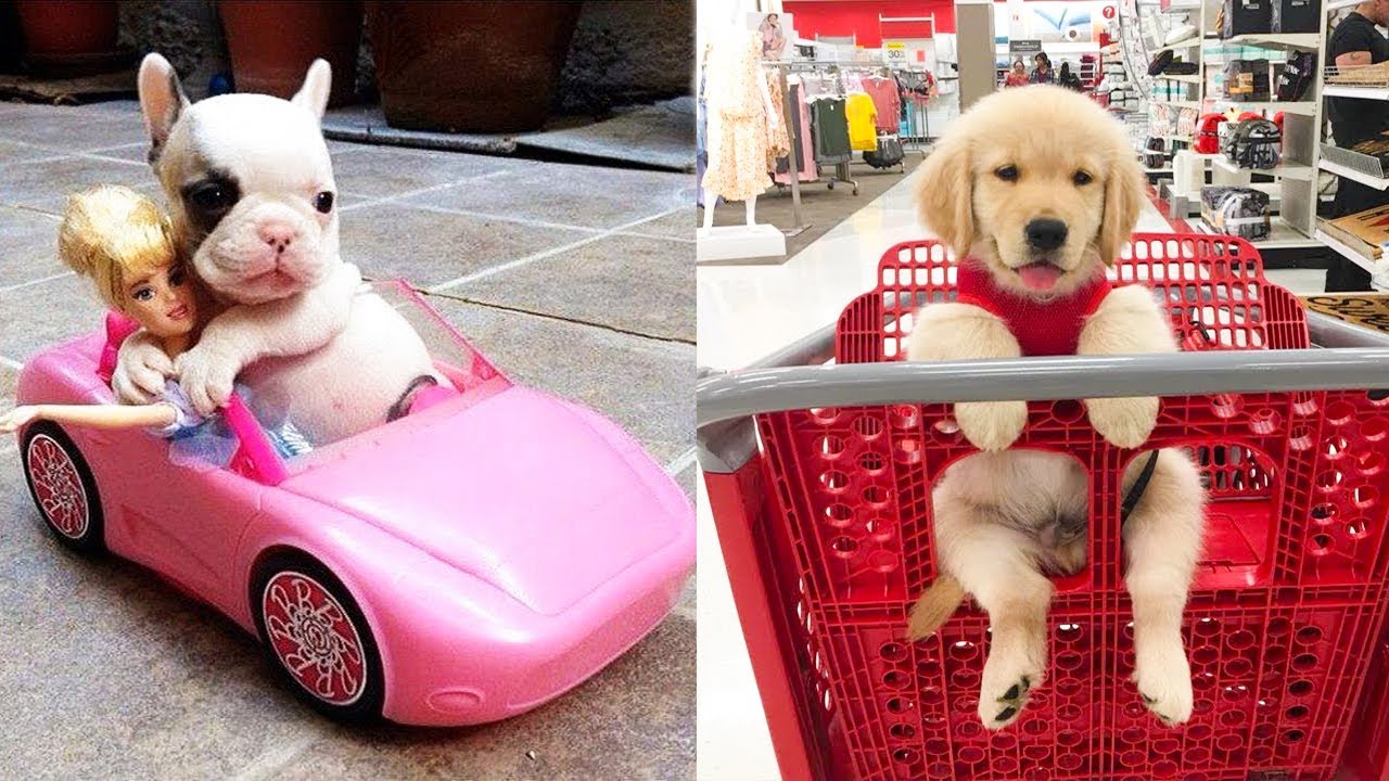 Cute Dogs in Silly Situations