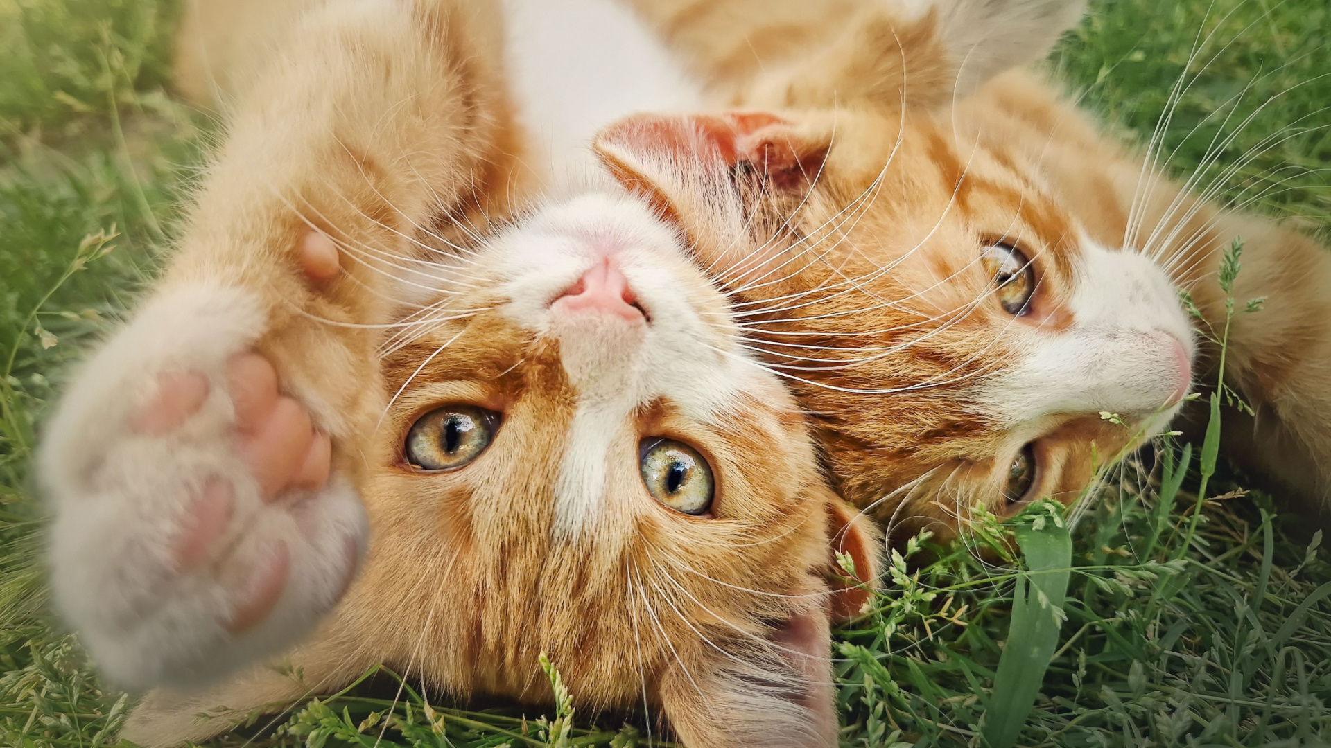7 Things Your Cat Does Better Than You