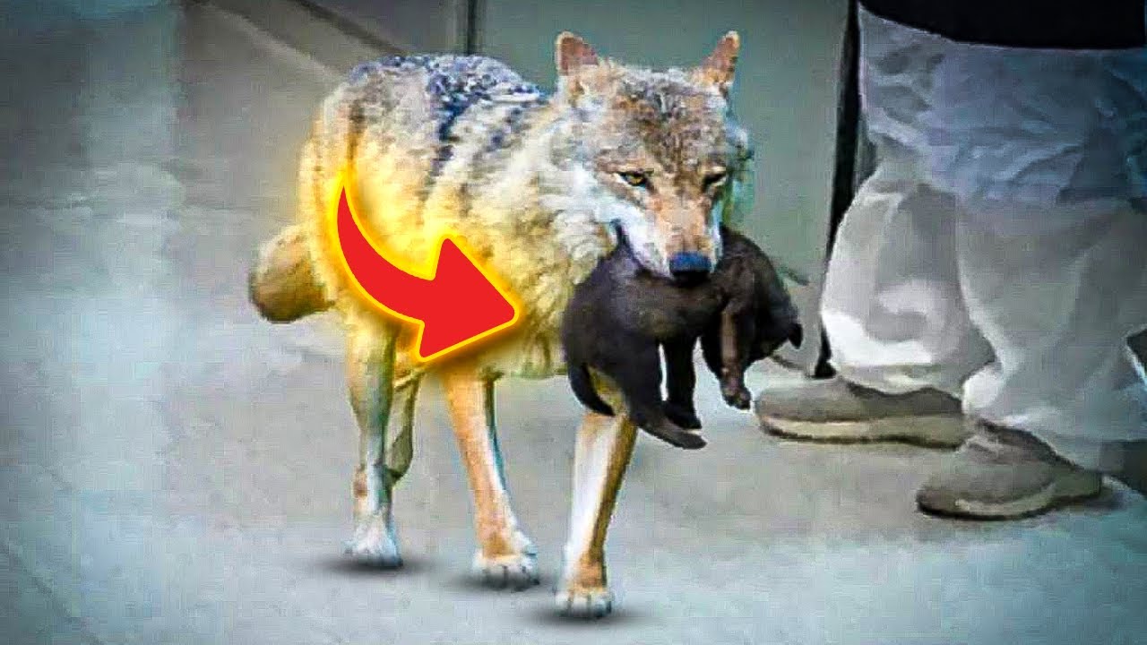 Emotional Moment: Nurse Cries After Wolf Arrives at Hospital
