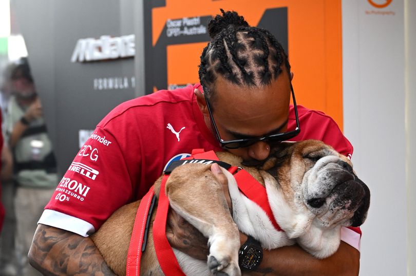 BREAKING: Lewis Hamilton's dog Roscoe dies as F1 star confirms ...