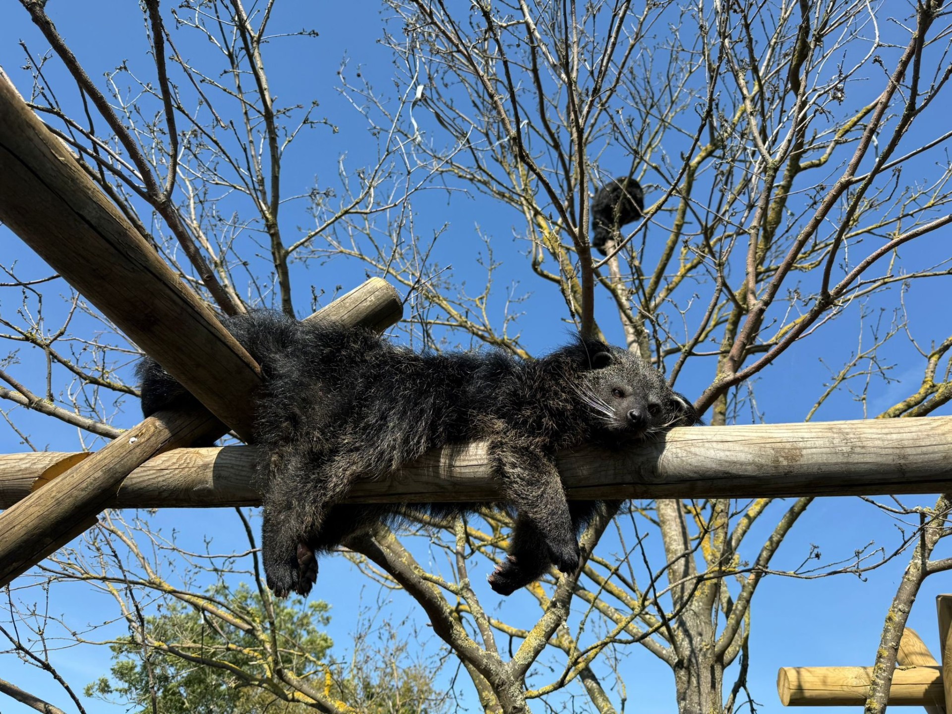 Missing bearcat returns to Kent zoo after 72 hours
