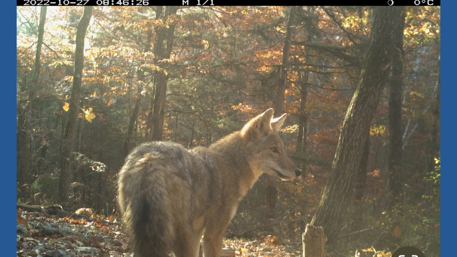 New UGA study finds coyote population surging