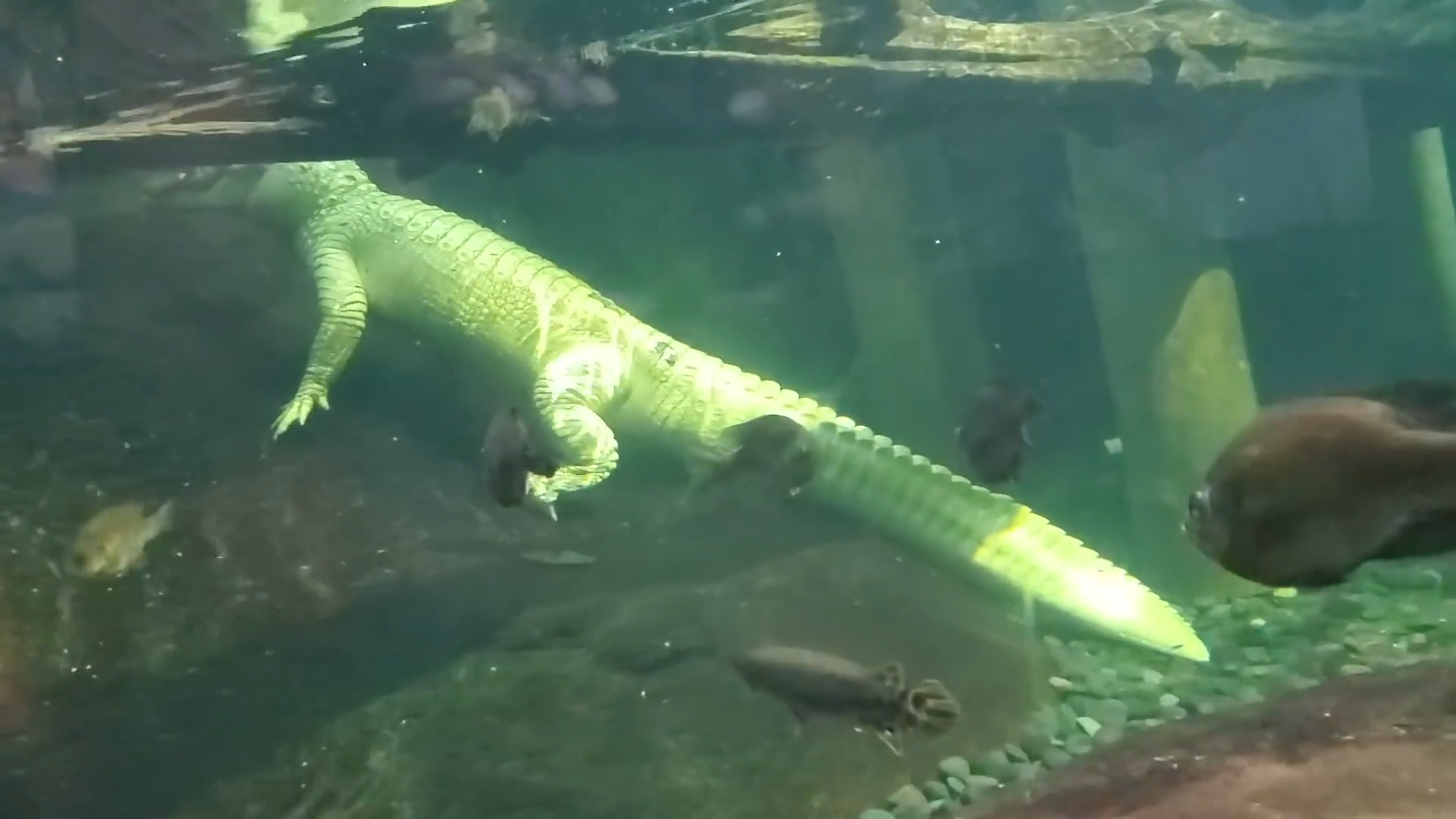 Stunning Albino Alligator Gets Giant New Habitat