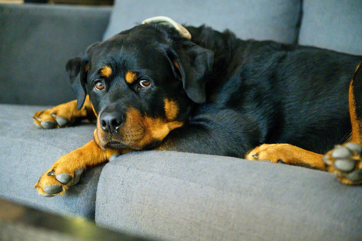 We Can't Stop Laughing at This Rottweiler's Hilarious Reaction to ...
