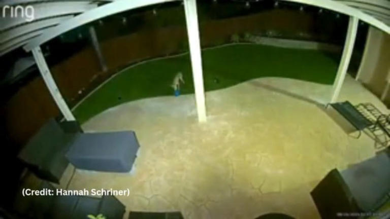 Giants star receiver Malik Nabers out for season with torn ACL