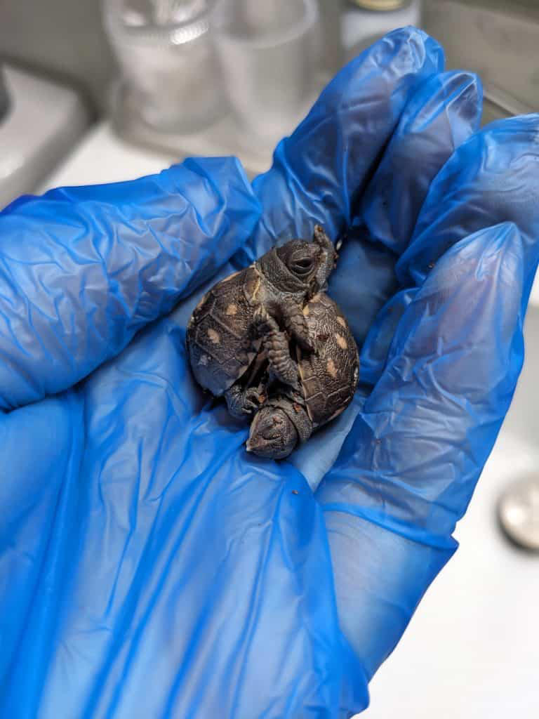 These Rare, Tiny Turtles Offer Big Hope