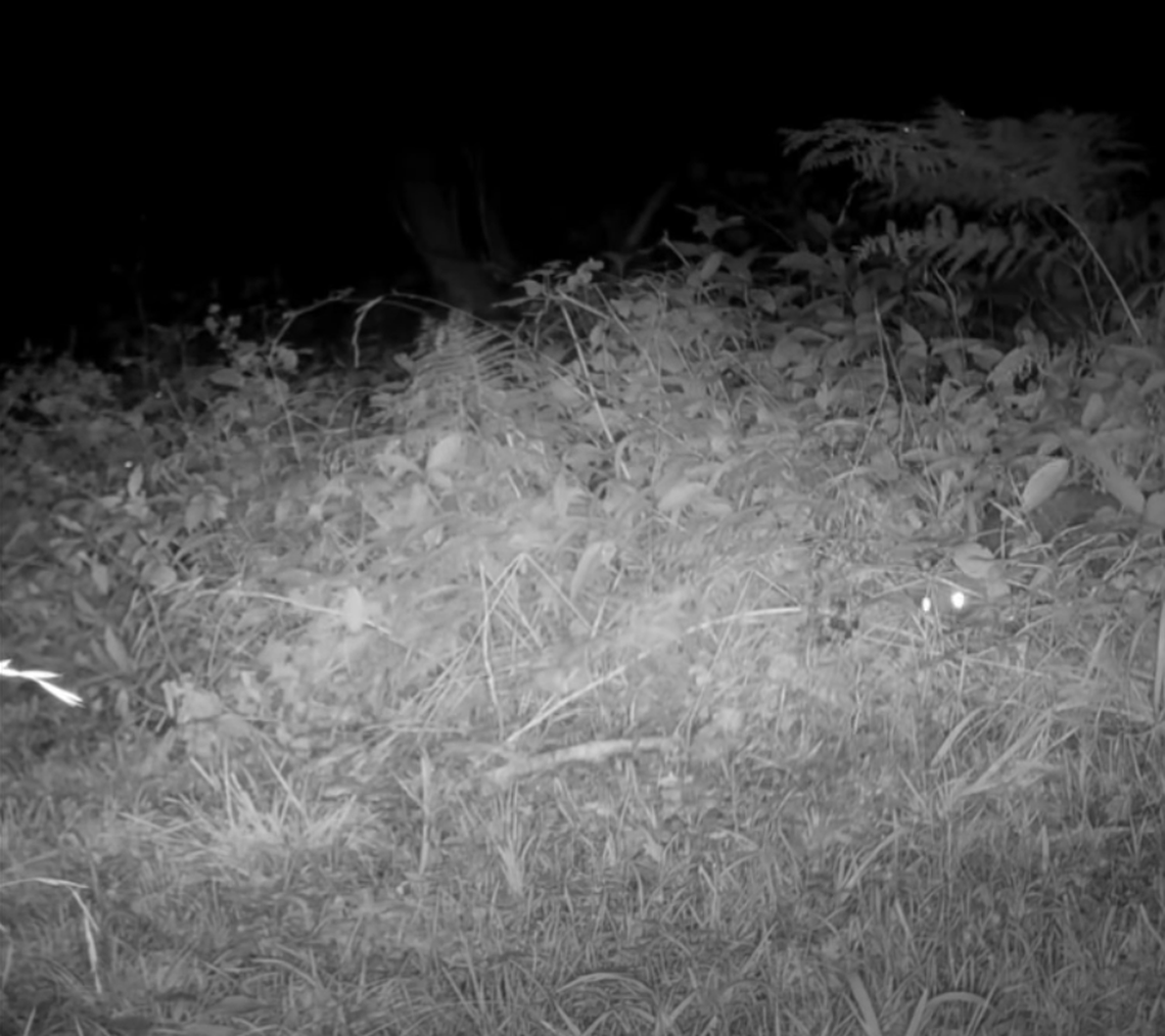 Locally extinct predator appears on UK trail camera. See ‘bouncy little ...