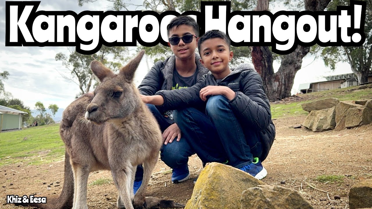 Hand-Feed Kangaroos and Meet Tasmanian Devils at Bonorong Sanctuary