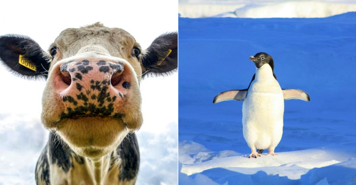 13 Animals That Also Get The Zoomies Like Dogs