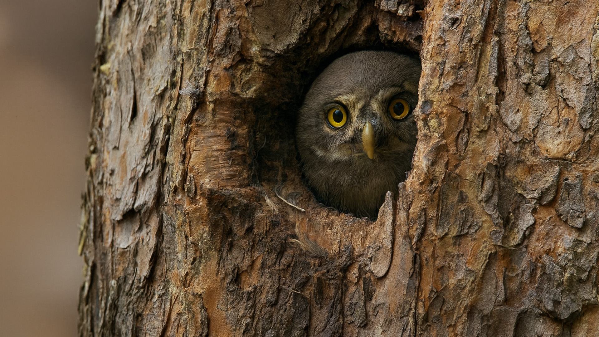 Baby Burrowing Owls Bob Their Heads in the Nest