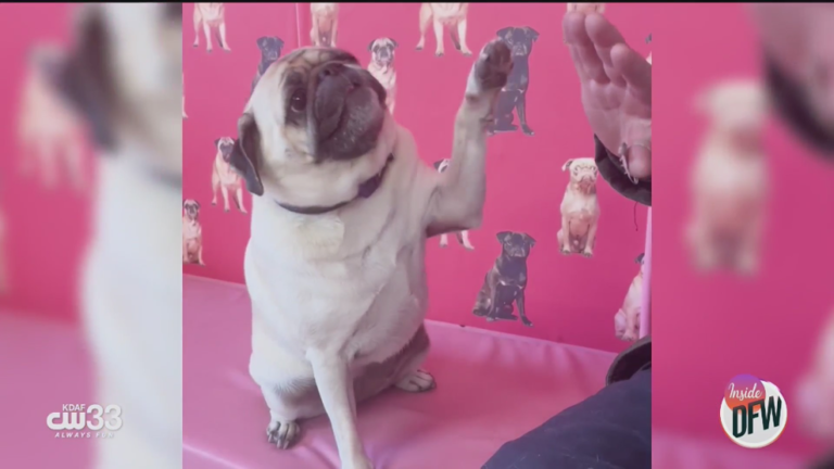 Cuddle and play with adoptable pugs at CuppaPug Cafe in Frisco