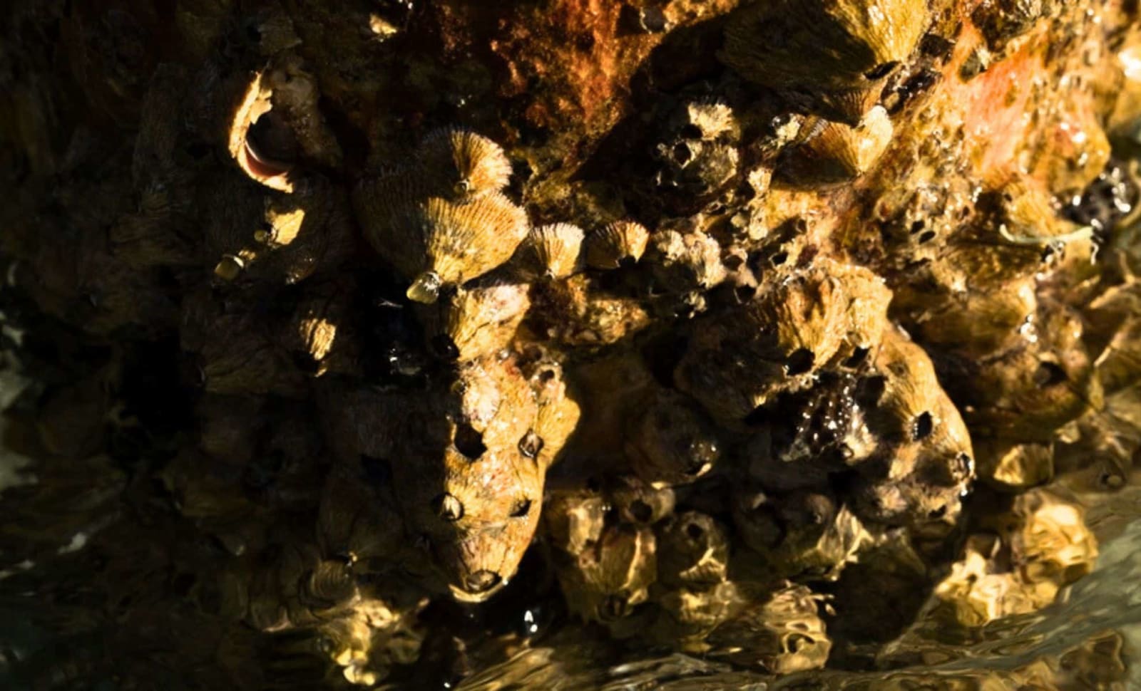 “It’s Already Too Late”: An Invasive Alien Species Has Invaded Into ...