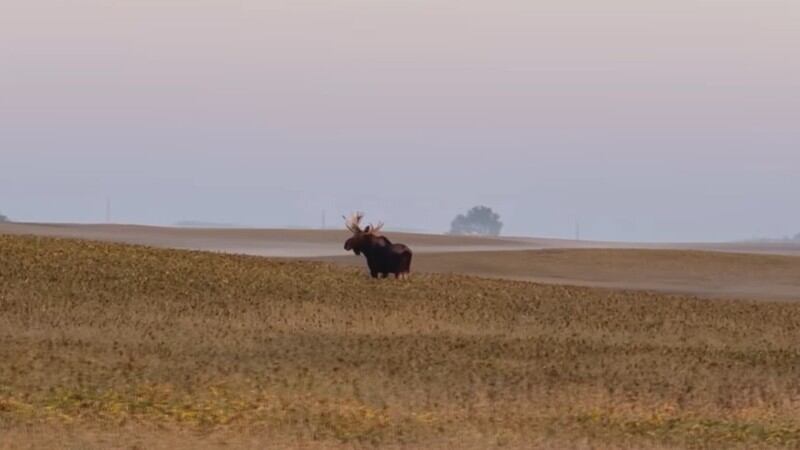 Moose spotted near Litchville
