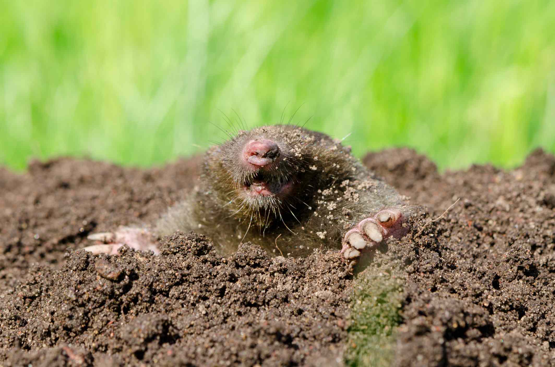 7 natural solutions to keep moles away from your yard for good