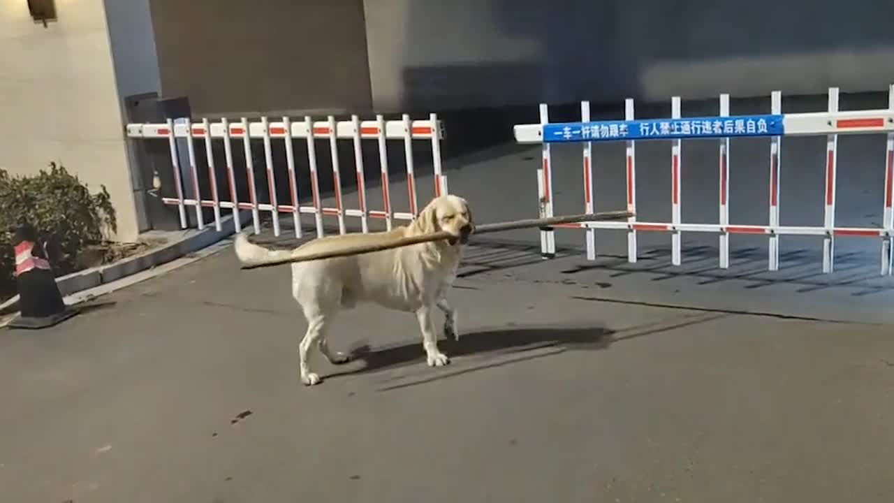 Hapless dog carrying stick in its mouth foiled by narrow gap in gate