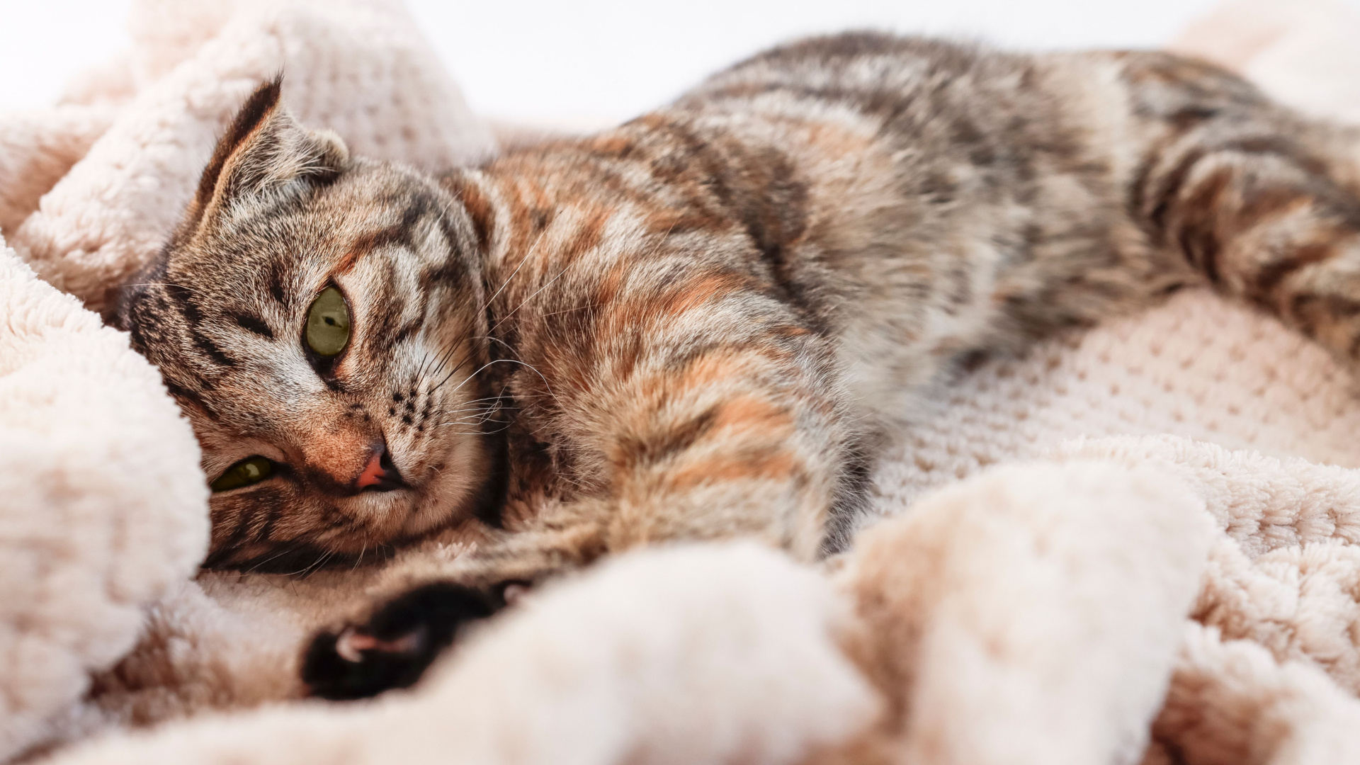 13 Subtle Clues That Show Your Cat’s Emotional State