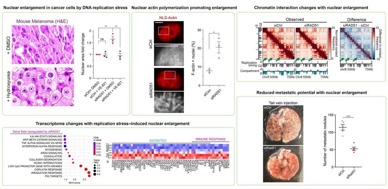 Enlarged cancer cell nuclei may limit spread rather than signal severity