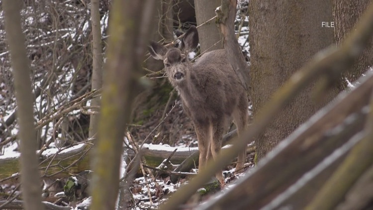 Chronic Waste Disease management in Idaho: Here's what we're working toward