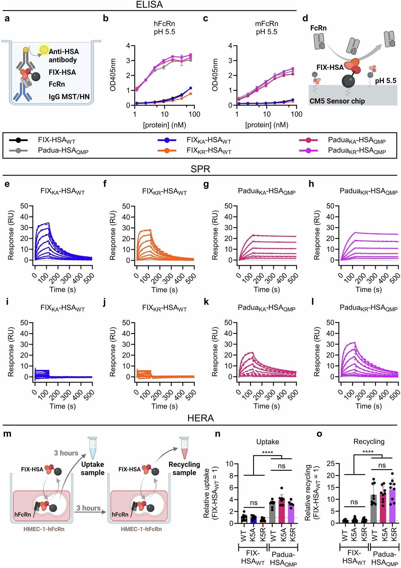 Engineered albumin-fused FIX extends hemophilia B treatment half-life ...