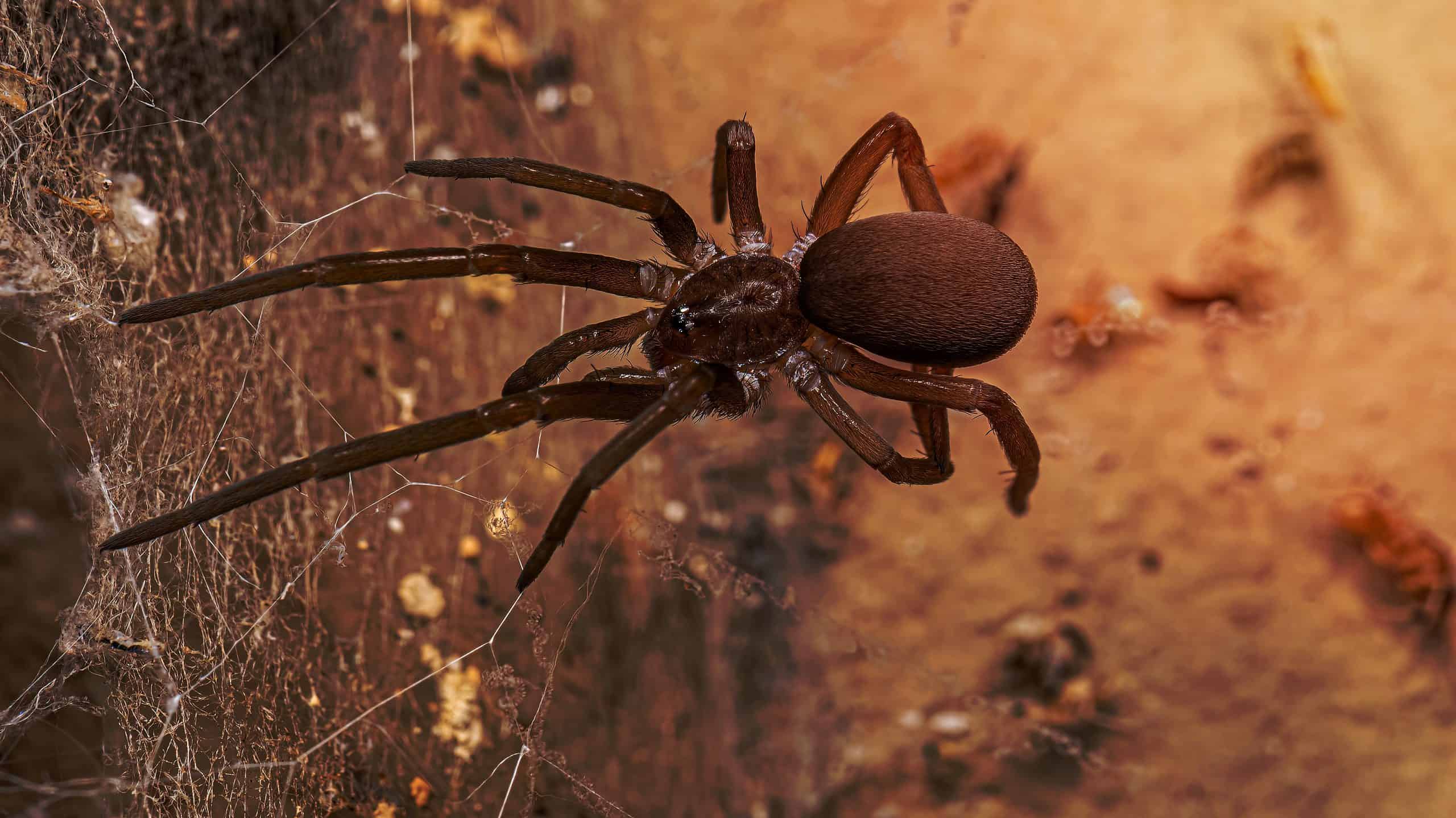 Why Your House Is Suddenly Full of Spiders This Fall