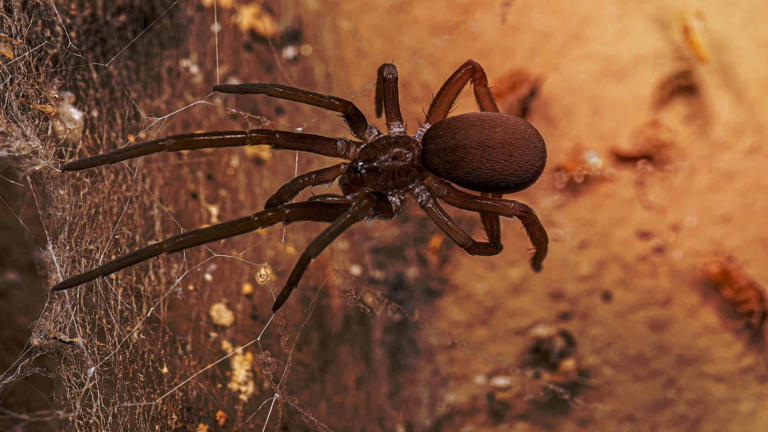 Why Your House Is Suddenly Full of Spiders This Fall