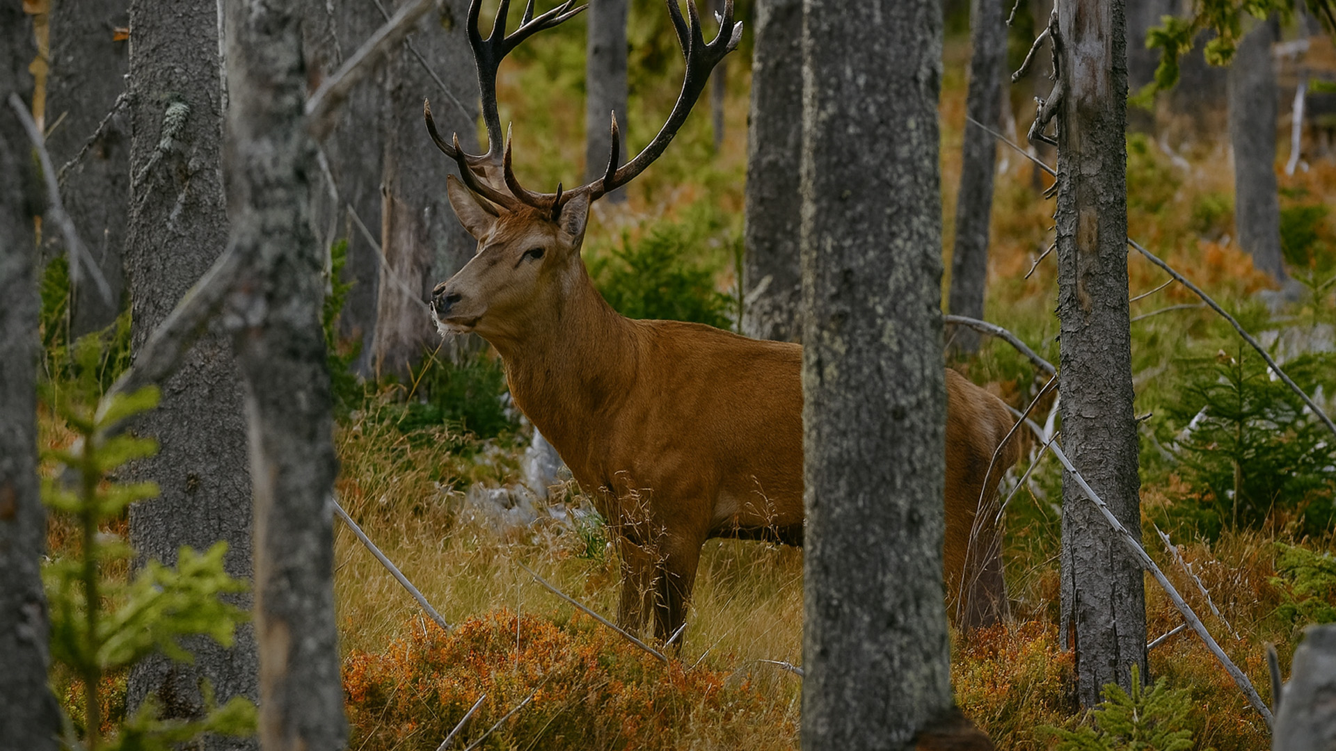 Encountering Wild Animals in Nature