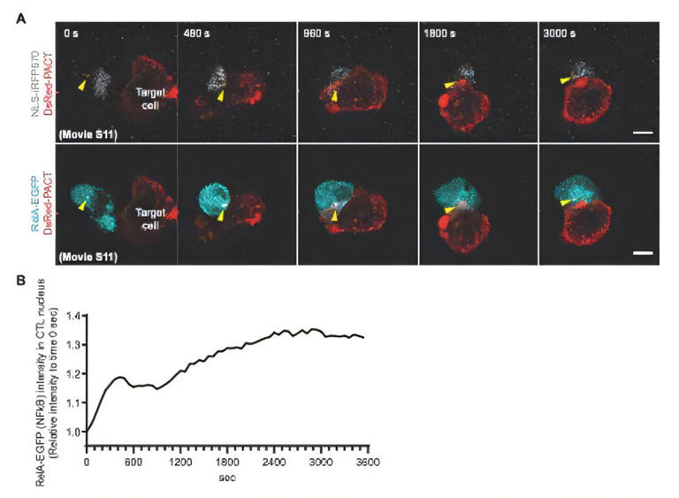 T cell nucleus travels across cell to boost infection-fighting response