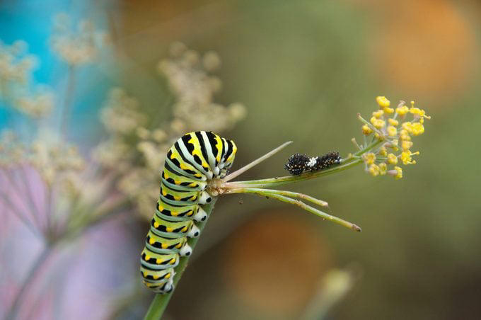 Top 10 Swallowtail Butterfly Host Plants and Flowers