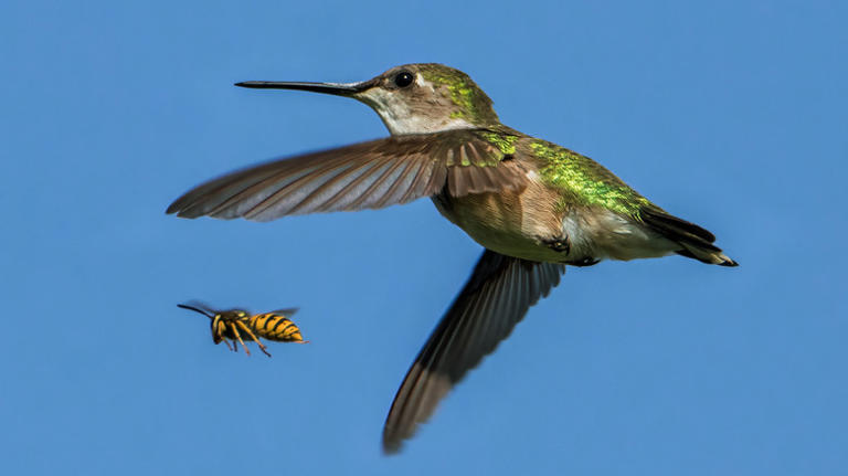The Best Thing To Do To Support Hummingbird Habitat During Fall Migration